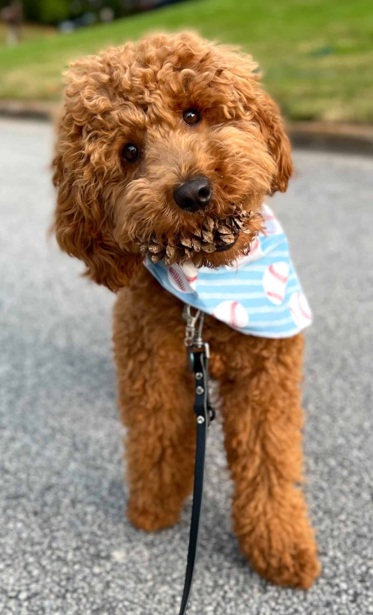 Goldendoodle Colors & Coat Patterns: Complete Guide and Photo Gallery