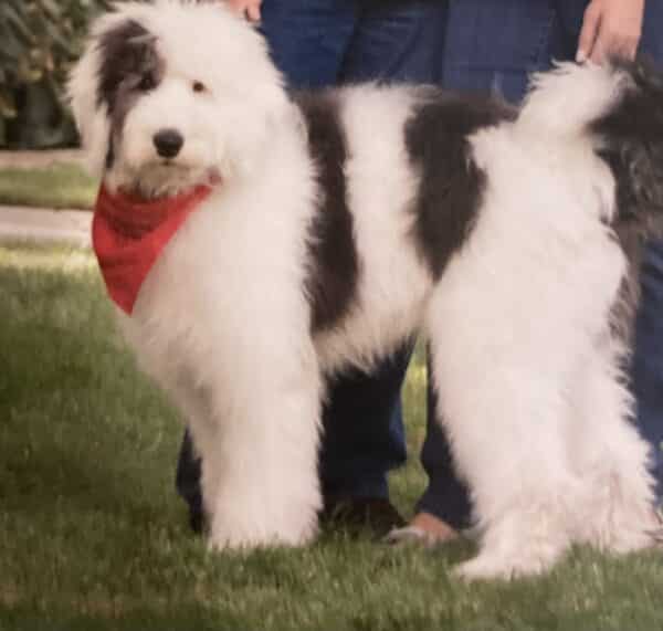 Sheepadoodle Grooming: Haircut #Inspo Pics and DIY Grooming Basics